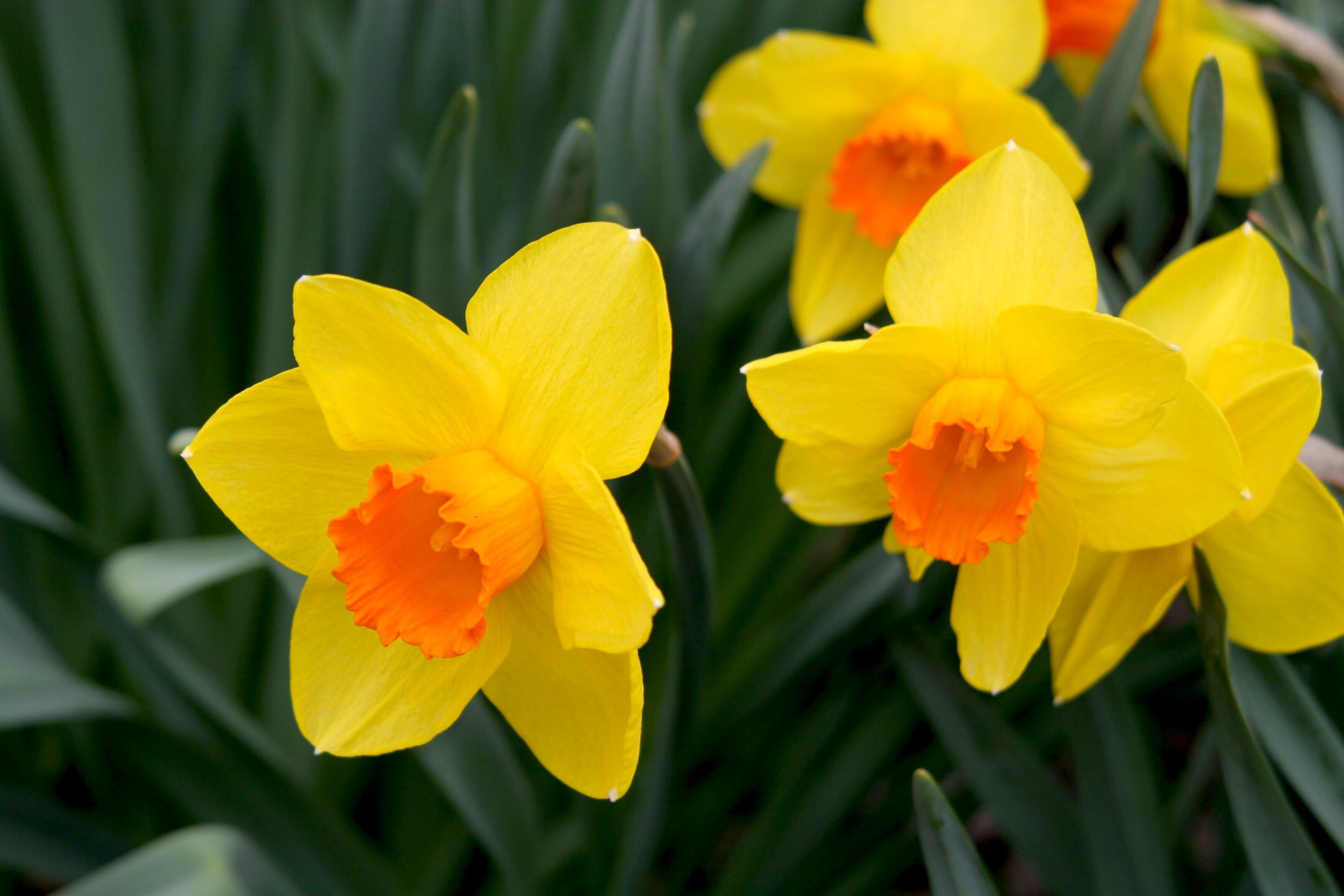 What exactly can a PA do in North Carolina?